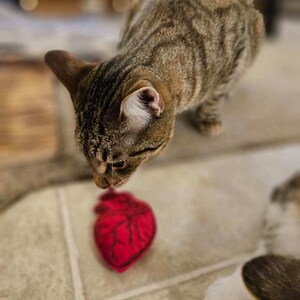 Teaser Wand Spider Cat Toy, Scary Spider Cat Toy, Dangling Teaser Wand ...