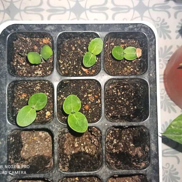 Dregea Volubilis, Wattakaka Volubilis, Hemajivanti, Wax Flower, Jukti ...