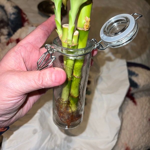 Potion Bottles, Glass Containers, Apothecary Bottles, Glass Cork Bottle ...