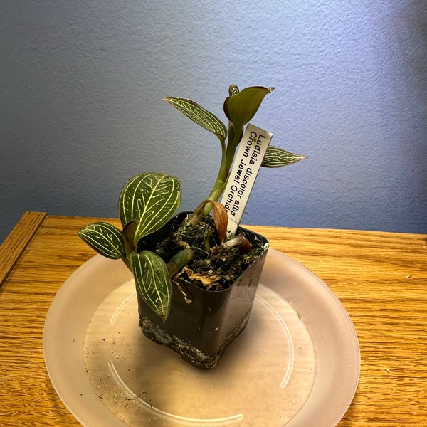 Large Size Jewel Orchid, Ludochilus 'sea Turtle', Live House Plant ...