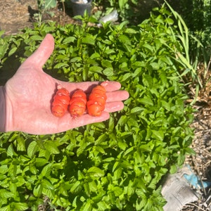 Oca Seed Tubers / Root for Planting Uqa, New Zealand Yam Organic oxalis ...