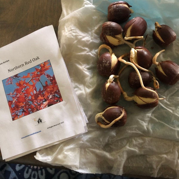 2025 Germinated Utah Red Oak Acorn Sprouted Sets for Growing Northern ...