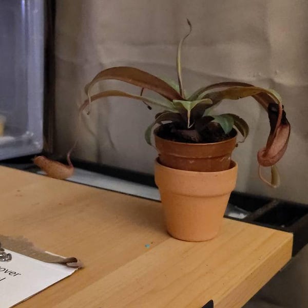 Peperomia Piper Parmatum Live Plant | Peperomia Plant Starters | Pet ...