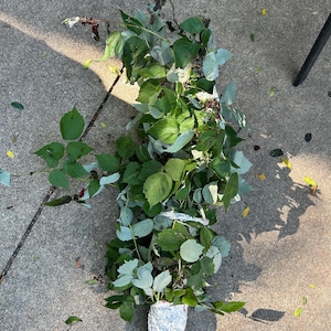 5 Mulberry Cuttings From a Live Plant. Mulberry Cuttings Bundle, Stick ...