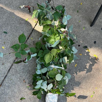 5 Mulberry Cuttings From a Live Plant. Mulberry Cuttings Bundle, Stick ...