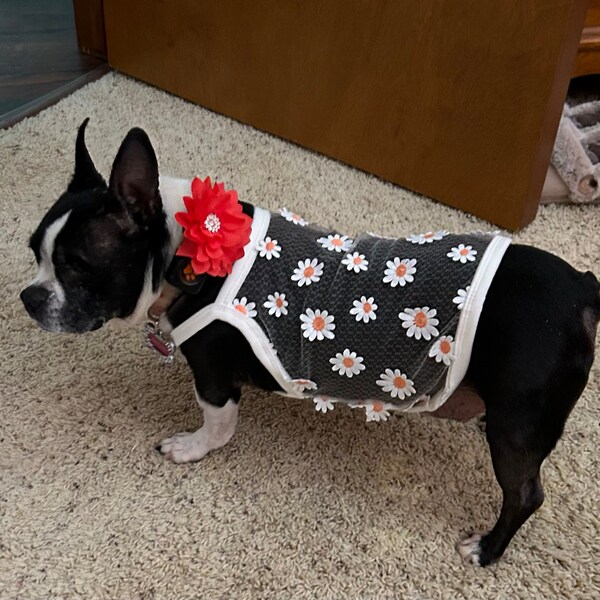 Daisy Chiffon Crop Top, XS-2XL, Dog-shirts Dog Top, Dog Clothing, Dog ...