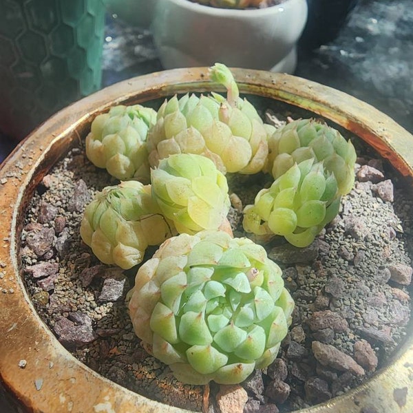 Echeveria Ball of Fat-succulent - Etsy