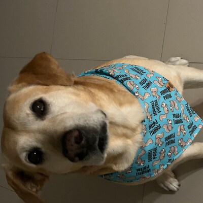 Cinco De Mayo Dog Bandana Pinata Dog Bandana Piñata Dog Scarf Cinco De ...