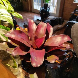 Bromeliad Neoregelia 'supernova' - Etsy