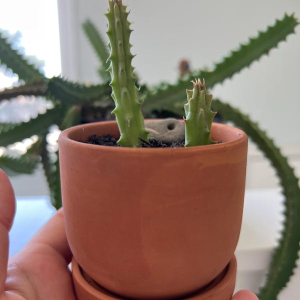 Classic Jade Plant | 4 Inch | Live Succulent Plant | Indoor Plant ...