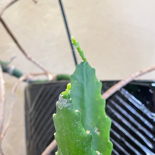 German Empress Epiphyllum -1 Cutting - (disocactus Phyllanthoides) - (6 ...