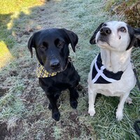 Boxed Set of Cornish Christmas Tree Decorations - Etsy UK