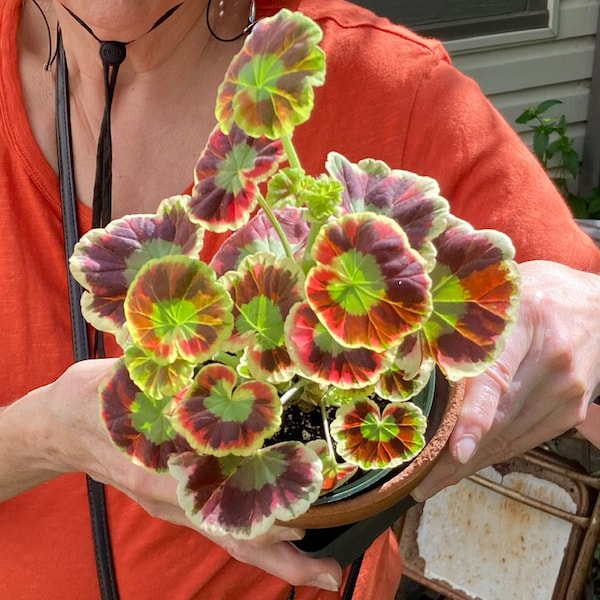 Velma Cox Zonal Geranium, Also Known as Mrs. Henry Cox) (pelargonium ...
