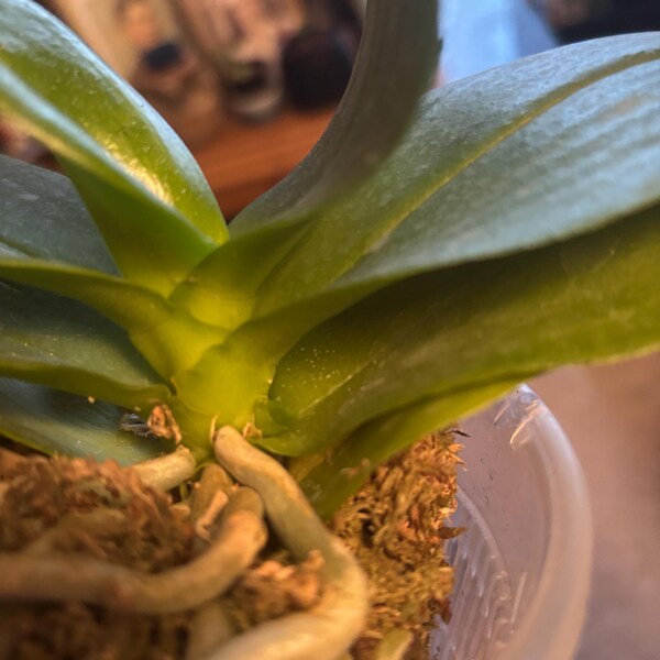 Rlc. Sung Ya Green 'mailman' 2.5 Pot - Etsy