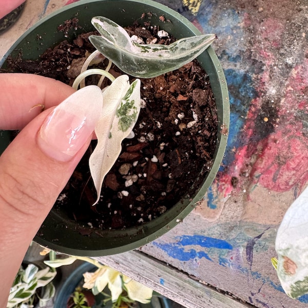 Monstera Mint Live Plant | Variegated Mint Monstera House Plants SALE ...