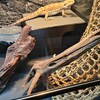 Reptile Slate Hide Real Stone Enclosure Reptile Decor Enrichment ...