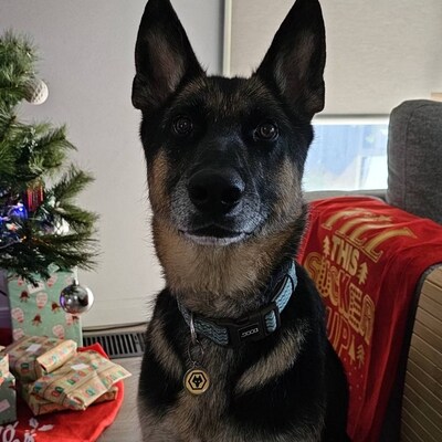 Flag of Sweden Pet Tag Swedish Flag ID Tags Custom Dog Cat Tags FREE ...