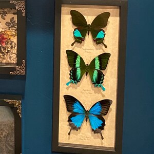 Stunning Diamond Morpho Collection Real Framed Blue Morpho - Etsy