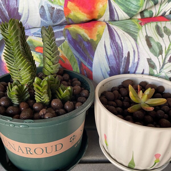 Echeveria Violet Queen Suculent - Etsy