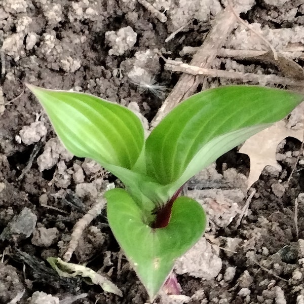 Hosta 'first Blush' #1 Division Size Starter Plant - Ships Bare Root - Etsy