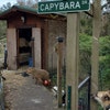 Capybara, Capybara Gift, Capybara Sign, Capybara Decor, Capybara Expert ...
