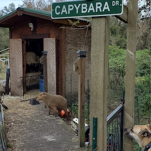 Capybara, Capybara Gift, Capybara Sign, Capybara Decor, Capybara Expert ...