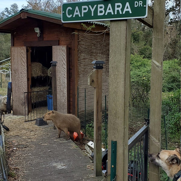 Capybara, Capybara Gift, Capybara Sign, Capybara Decor, Capybara Expert ...