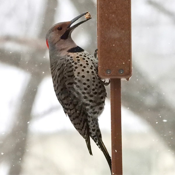 Gilwood Slot Box Bluebird House - Etsy