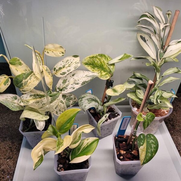 Rhaphidophora Tetrasperma Variegated; Mini Monstera; Variegated ...