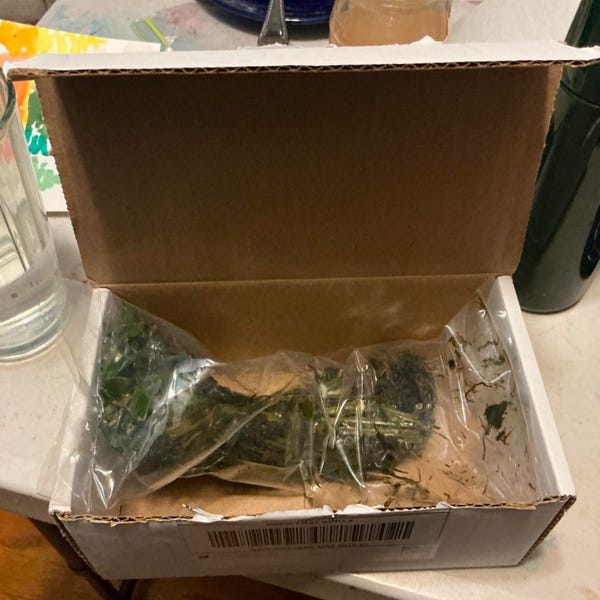 BUY2GET1FREE Java Moss, Bogor Moss Aquarium Plant Easy Aquarium Plant ...