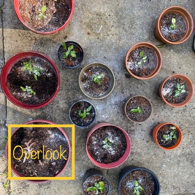 FERN MACHO Live Plants Plugs Garden DIY Live Plant 4 Plugs - Etsy