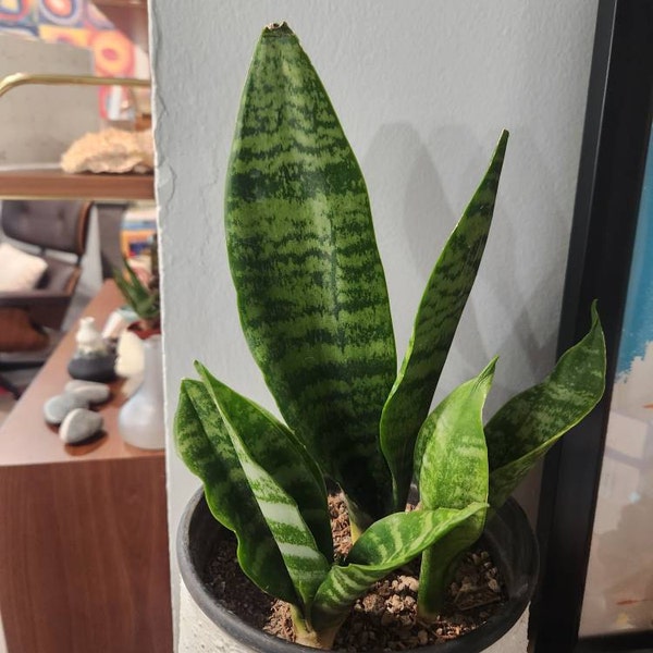 On Sale! Sansevieria Dwarf Zeylanica | Compact Snake Plant Air ...
