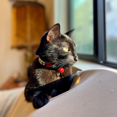 Cat Collar Steampunk Victorian Stripes or Floral With Vintage Drop ...