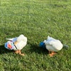 High Quality ORIGINAL - Duck Chicken Goose Diaper Harness - Adjustable ...