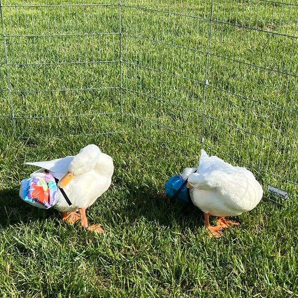 High Quality ORIGINAL - Duck Chicken Goose Diaper Harness - Adjustable ...