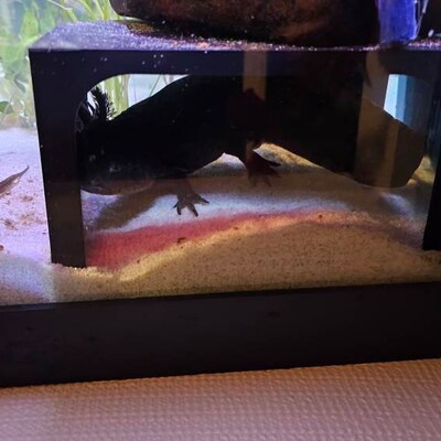 Axolotyl Crayfish Shrimp Aquarium Corner Cave Hide With Viewing Window ...