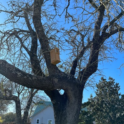 Barred Owl or Great Horned Owl Nesting Box - Etsy