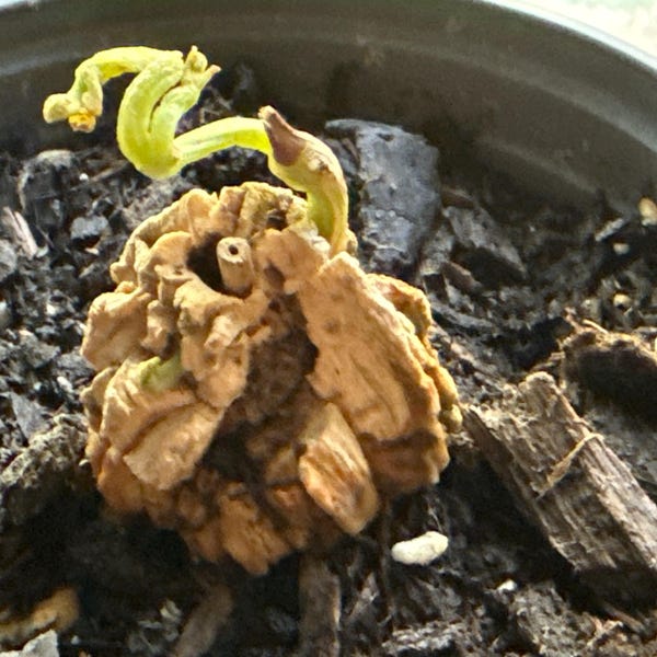 Bulbine Torta, Super Rare Succulent！ - Etsy