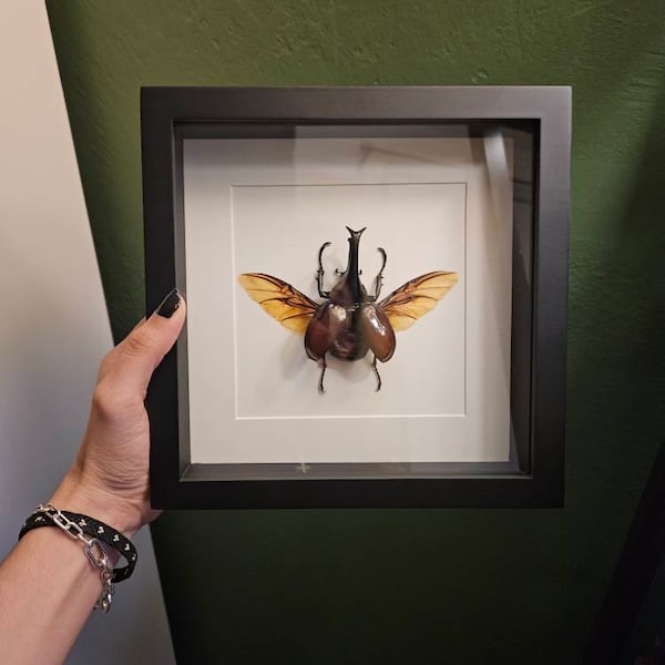 Real Giant Scarab Beetle in 8x8 Black Shadow Box Frame – Taxidermy ...