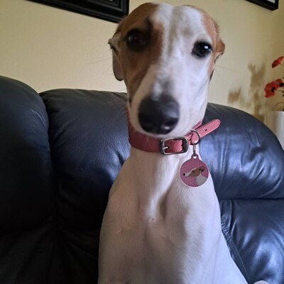 Greyhound Dog ID Tag for Greyhound Collar, Illustrated Dog Tags for ...