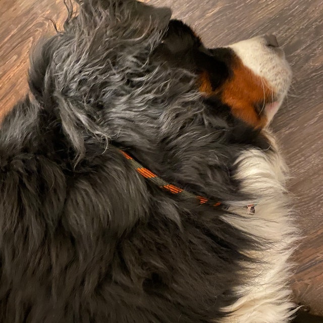 Customizable Professional Climbing Rope Dog Leashes by RuffLeash