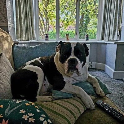 The Crafty Dog Co Can't Stop the Tealin' Rope Lead Teal - Etsy