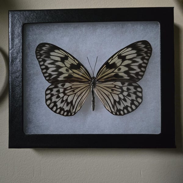Crenis Pechueli RECTO Pink Purple Butterfly Africa - Etsy