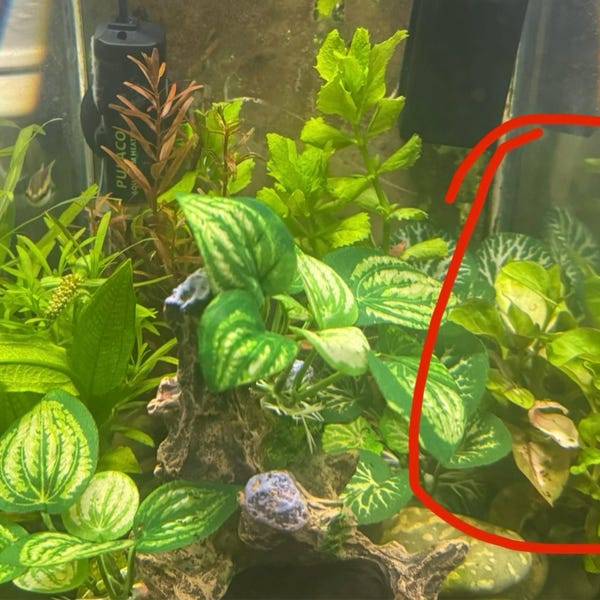 Jungle Val (vallisneria Americana) - BUY3GET1FREE - Live Aquarium Plant ...