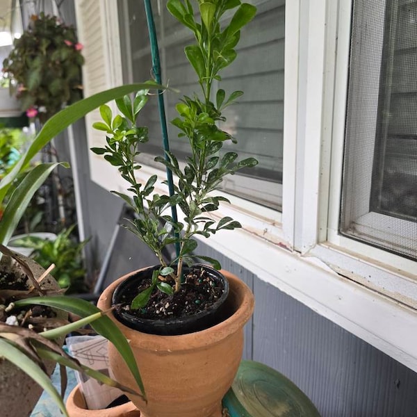 Chinese Perfume Tree, Chinese Rice Flower, in 4" or 6" Pot Aglaia ...