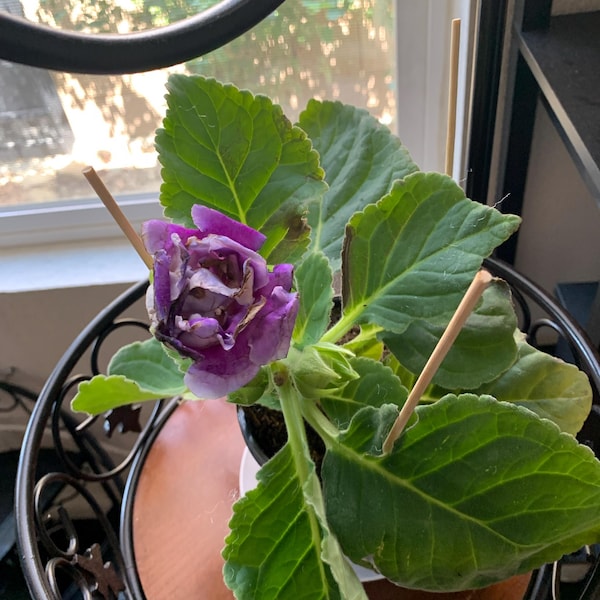 Vat Light in the Night African Violet Live Plant, Young Pre-finished ...