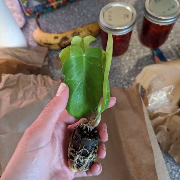 Philodendron Glad Hands Starter Plant (ALL STARTER PLANTS Require You ...