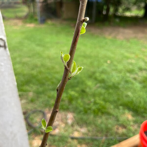 Gold Rush & Yellow Delicious Apple Tree Package - Etsy