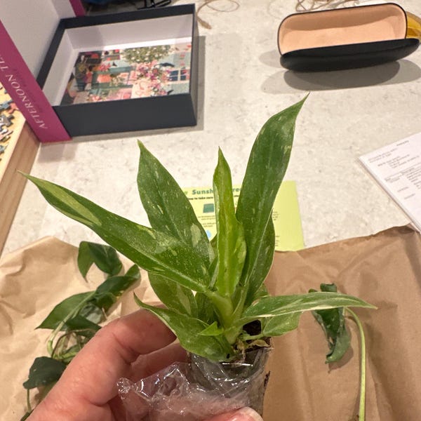 Philodendron White Princess 2 Starter Plant ALL STARTER PLANTS Require ...