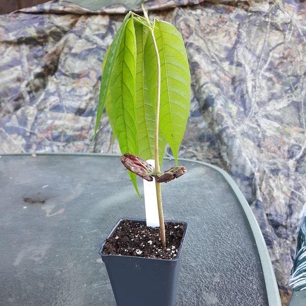 Theobroma Cacao Cocoa Chocolate Fruit Tree Potted Plant Trinitario ...